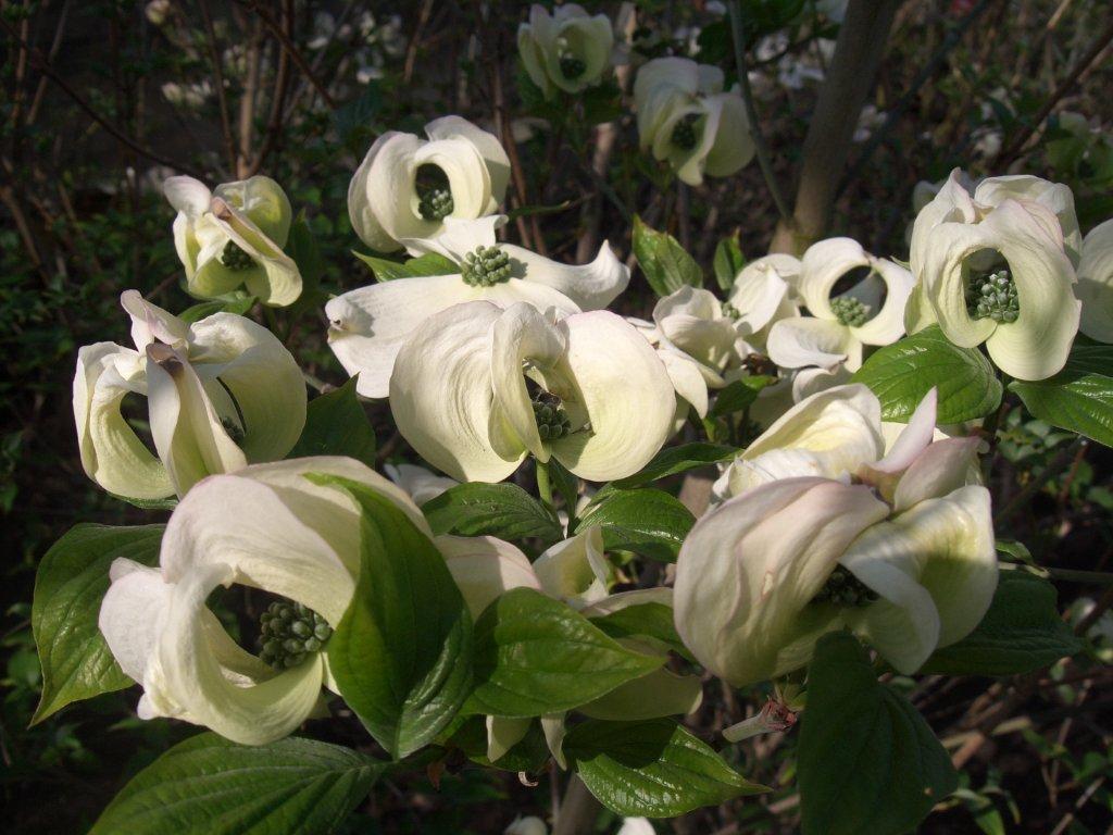 Cornus florida 'Cloud Nine' - kornoelje kopen | Maréchal Cornus florida 'Cloud Nine' - kornoelje kopen | Maréchal