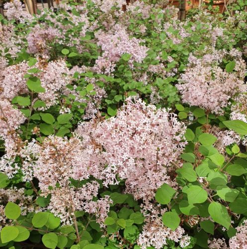 Syringa 'Josée' - kleinbloemige dwergsering, kruidnagel kopen - Maréchal