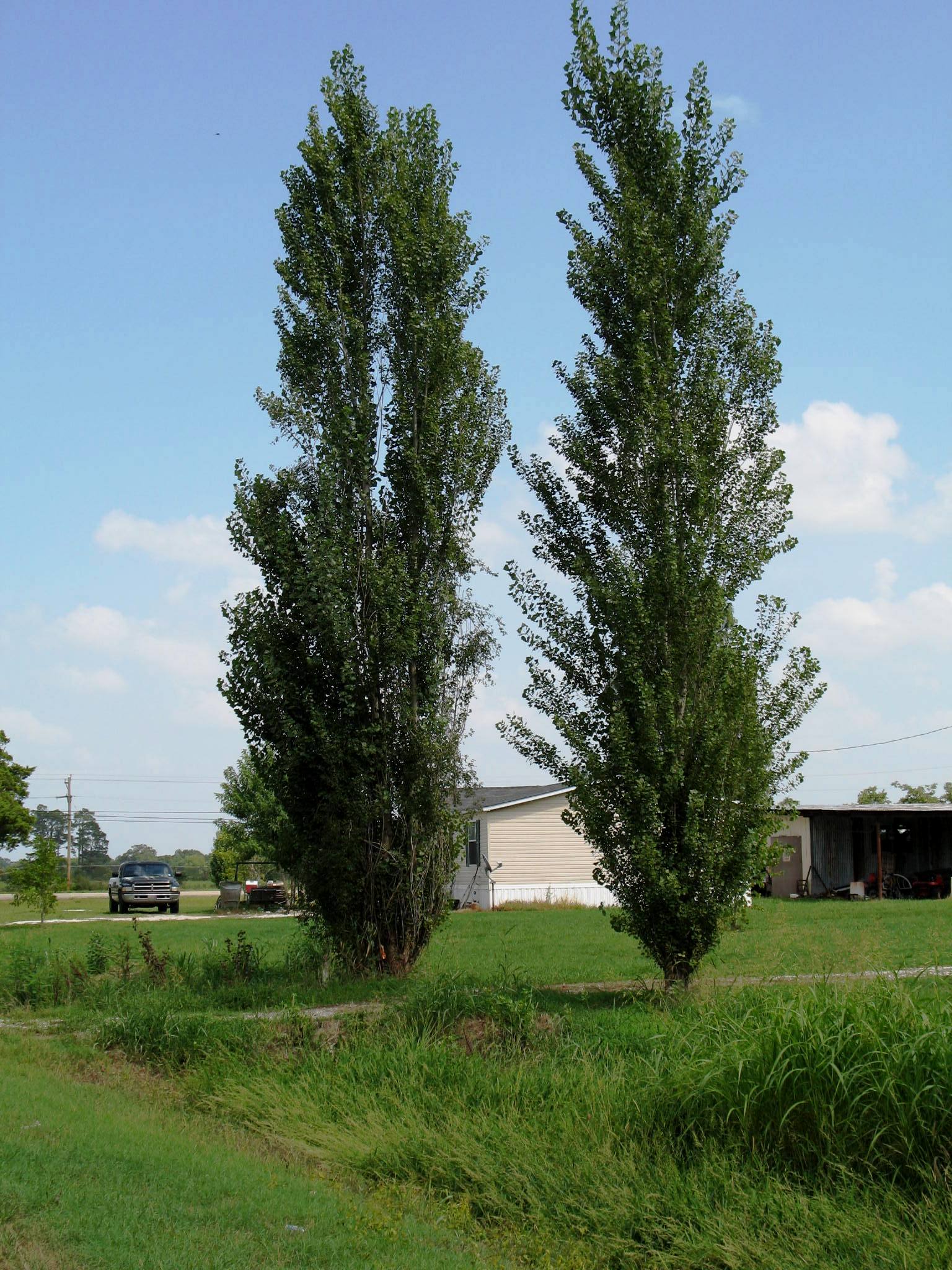 Populus nigra 'Italica' - Italiaanse populier kopen | Maréchal