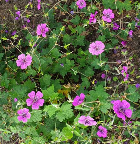 Geranium 'Pink Penny' (grote pot) - ooievaarsbek kopen - Maréchal