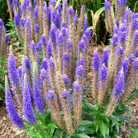 Veronica spicata 'Ulster Dwarf Blue' (grote pot) - Ereprijs kopen ...