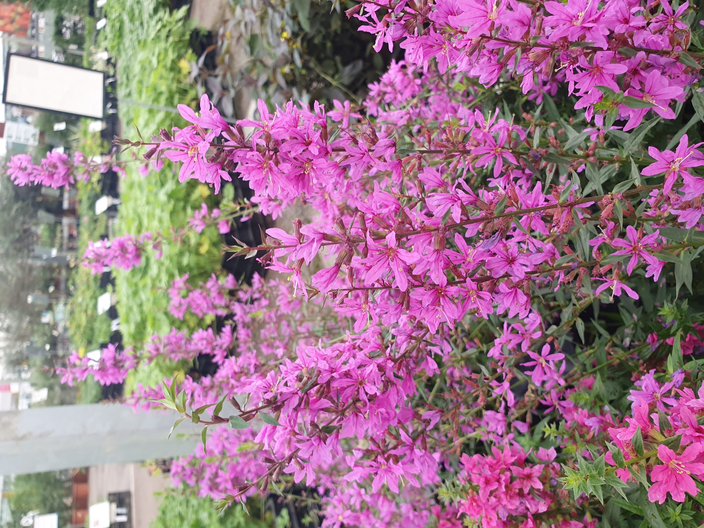 Lythrum 'Dropmore Purple' - Kattestaart kopen - Maréchal