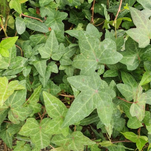 Hedera helix 'Shamrock' - Klimop kopen - Maréchal