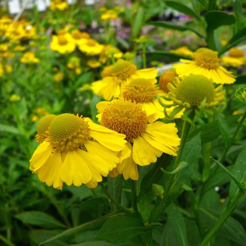 Helenium 'Lemon Sundae' (grote pot) - Zonnekruid kopen - Maréchal