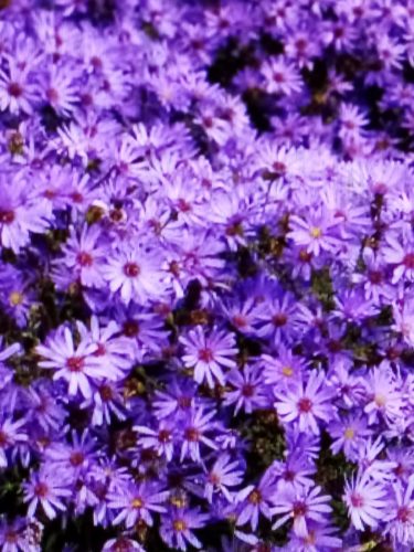 Aster 'Treffpunkt" - kopen - Maréchal