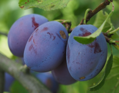 Fruit Maréchal